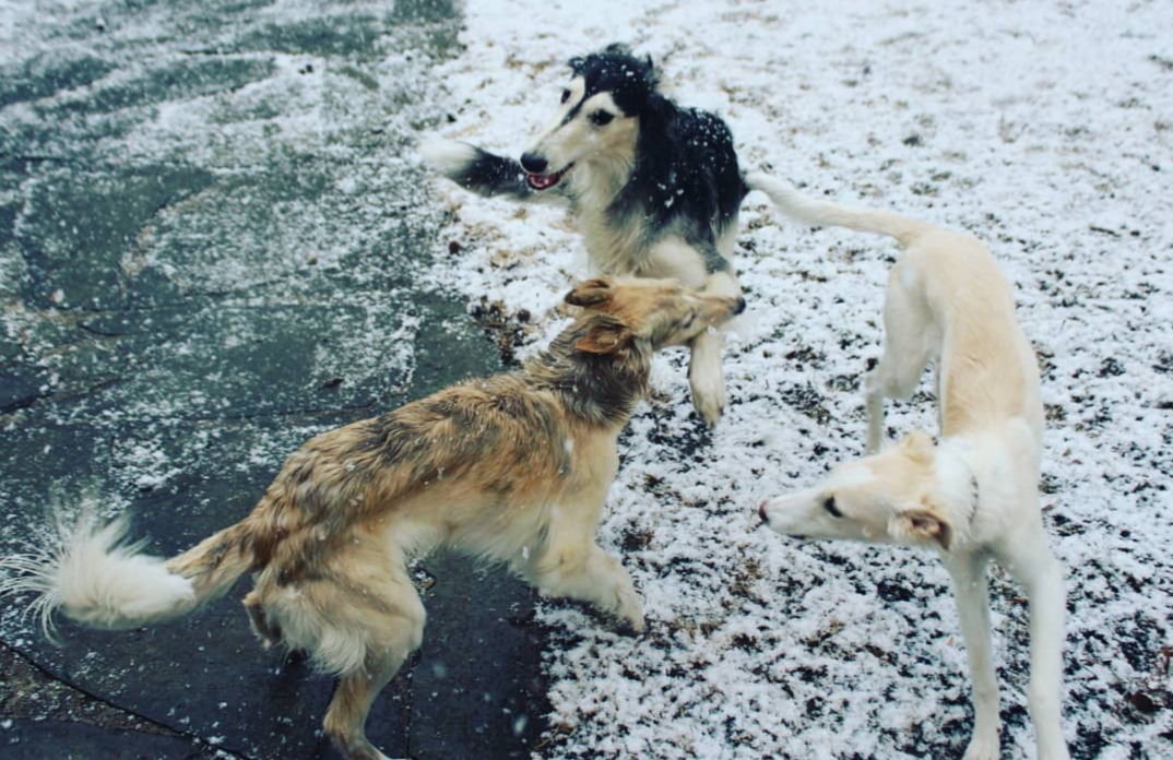 Sigil Silken Windhounds – Indiana's first Silken Windhound breeders