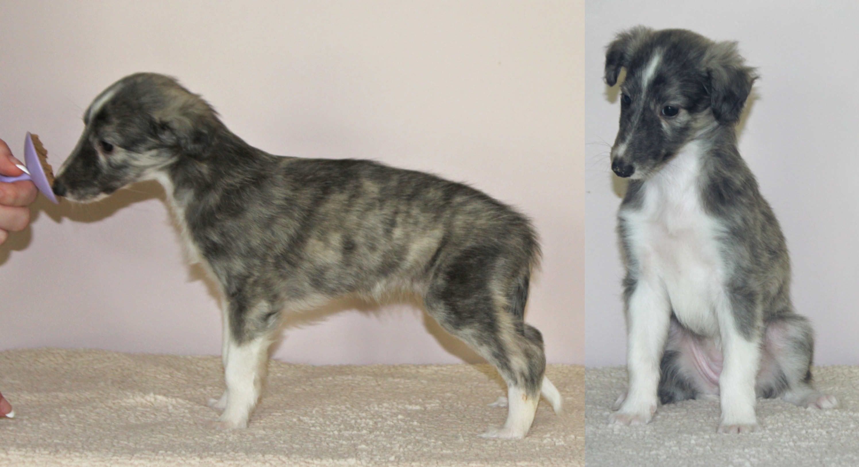 The Ēostres – Sigil Silken Windhounds