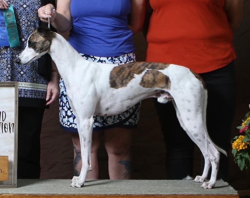 Project Mutant – Sigil Silken Windhounds